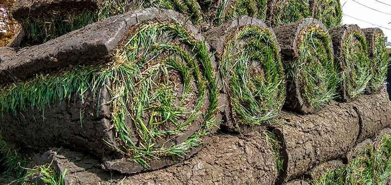 Our Turf - Tuff Turf Growers