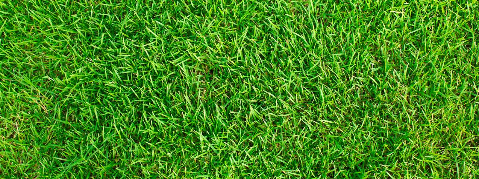 Estimate - Tuff Turf Growers